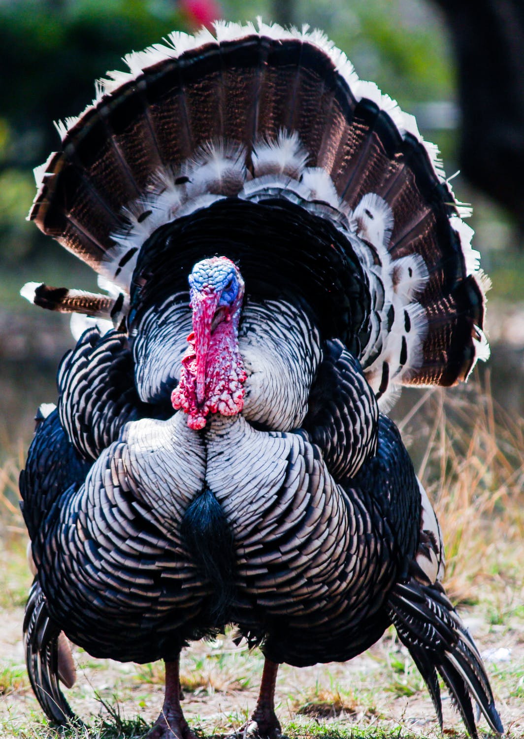 WI Hunters Gobble Up Turkeys ⋆ 715Newsroom.com