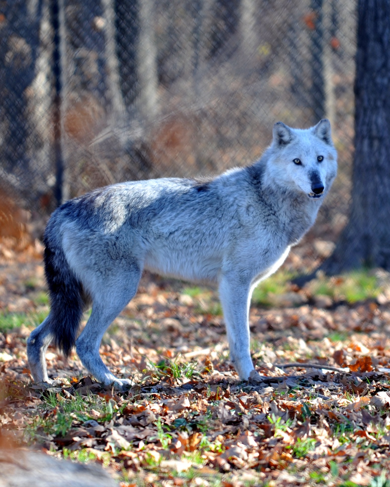 Smokey Passes Away ⋆ 715Newsroom.com