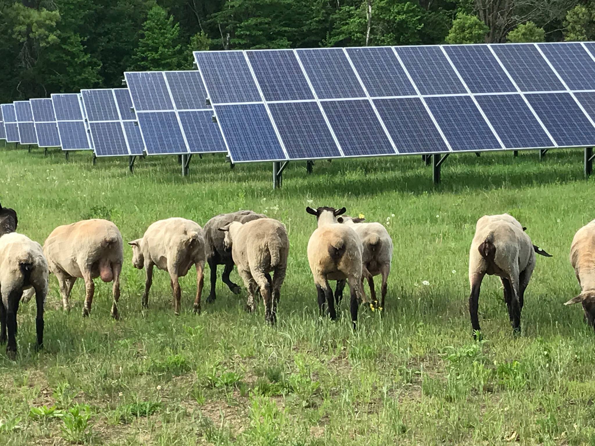 Class Shines a Light of Solar Grazing ⋆ 715Newsroom.com