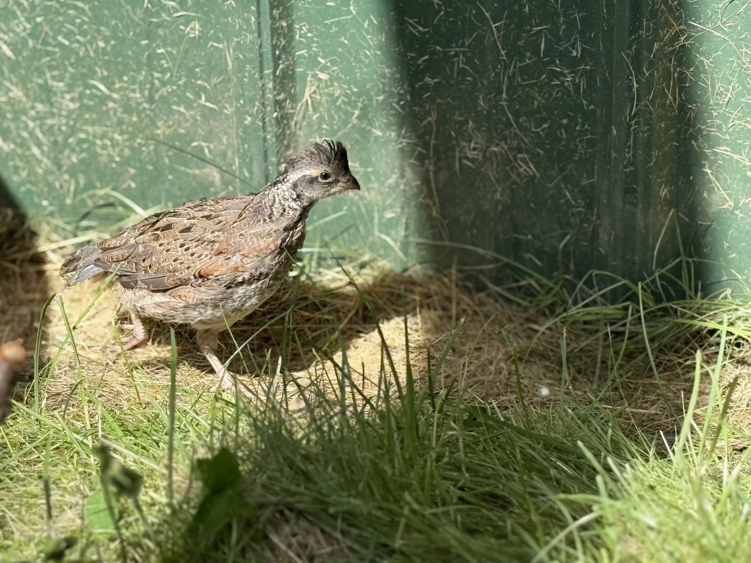 Wildwood Zoo Welcomes a New Species: The Northern Bobwhite Quail ⋆ ...
